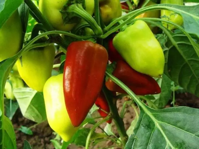 Pepper seedlings: girma da kulawa 5986_3