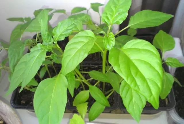 Pepper seedlings: girma da kulawa 5986_4