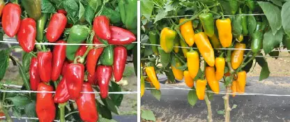 Sweet pepper Orange: bayanin, hoto, sake dubawa 5991_2