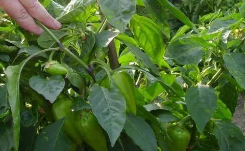 Sweet pepper Orange: bayanin, hoto, sake dubawa 5991_5