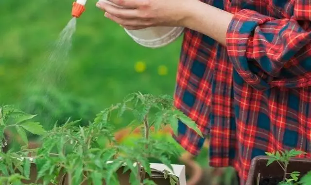 Tomataj plantidoj sekiĝas: kion fari 5992_23