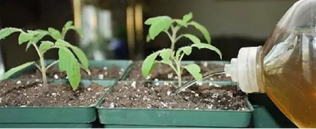 요오드가 함유된 토마토의 최고 드레싱 6000_4