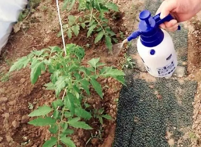 Nchacha kachasị mma nke tomato na iodine 6000_6