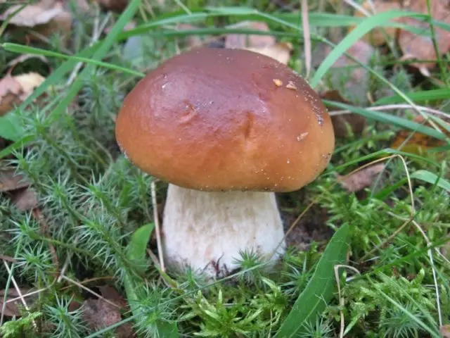 How to peel and wash porcini mushrooms: before frying, boiling, freezing 6010_1