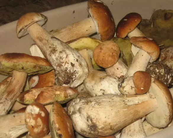 Wéi schielen a wäschen Porcini Champignonen: virum Fritten, kachen, afréieren 6010_2