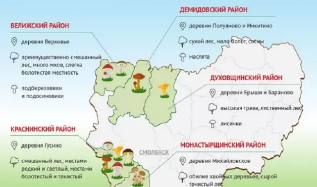 Uyoga wa Porcini huko Krasnodar: ni lini na wapi hukua, msimu unakaa kwa muda gani, sheria za ukusanyaji 6012_4