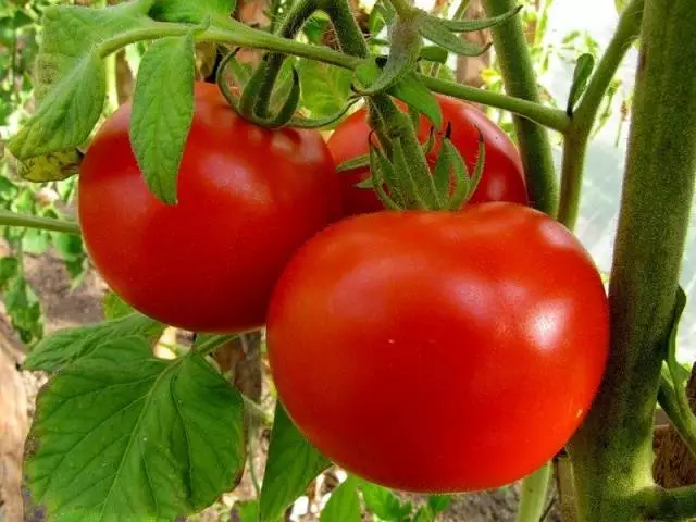 Blêdfieding fan tomaten mei borsoer, kalsiumnitraat, superfosfaat, ureum 6025_1