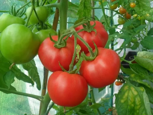 Blêdfieding fan tomaten mei borsoer, kalsiumnitraat, superfosfaat, ureum 6025_11