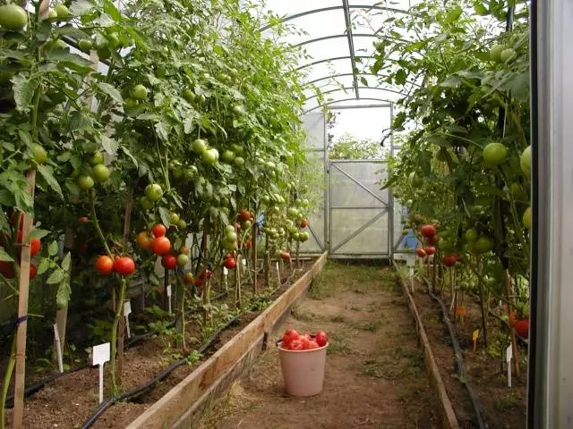 Blêdfieding fan tomaten mei borsoer, kalsiumnitraat, superfosfaat, ureum 6025_3