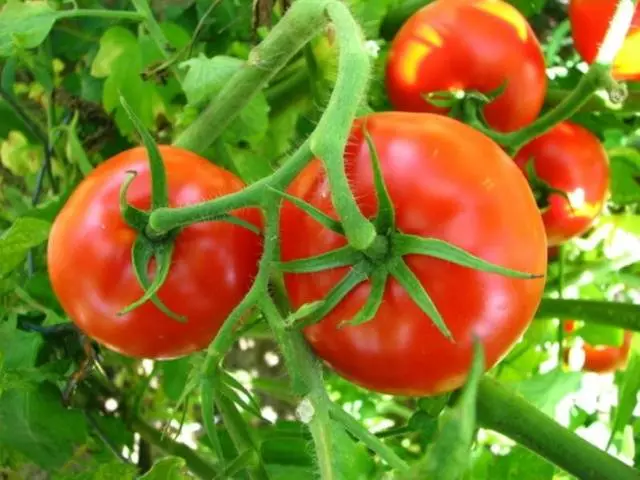 Rociar tomates con leche y yodo. 6028_1