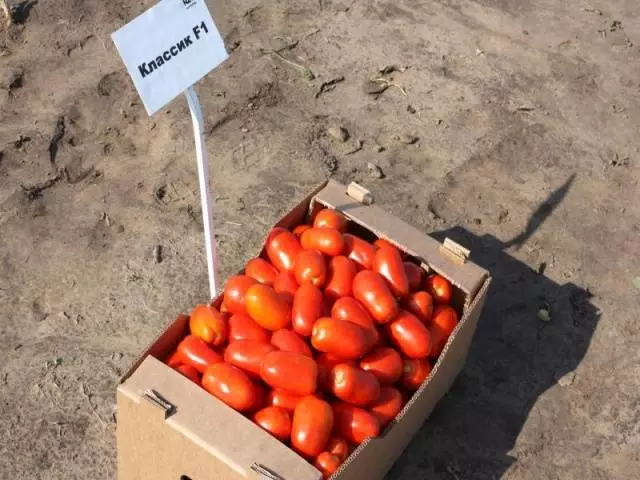 Tomato Classic F1: təsviri, fotoşəkilləri, rəyləri 6031_13