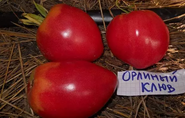 Το ράμφος του Tomato Eagle: χαρακτηριστικά και περιγραφή της ποικιλίας 6032_1