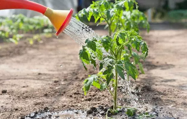 Το ράμφος του Tomato Eagle: χαρακτηριστικά και περιγραφή της ποικιλίας 6032_6