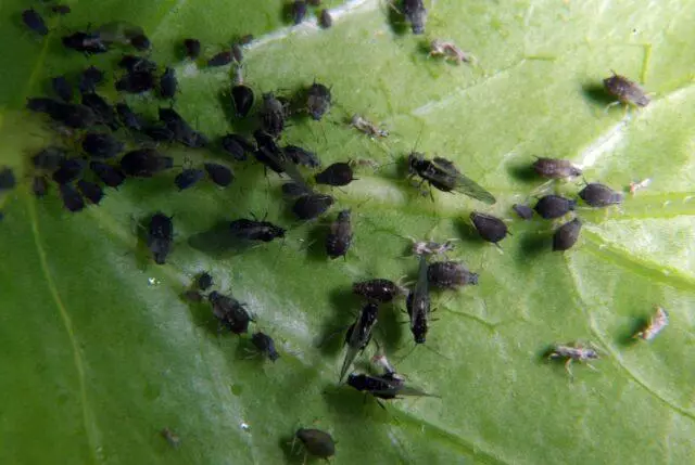 Aphids on viburnum: cara gelut, cara ngolah 6033_2