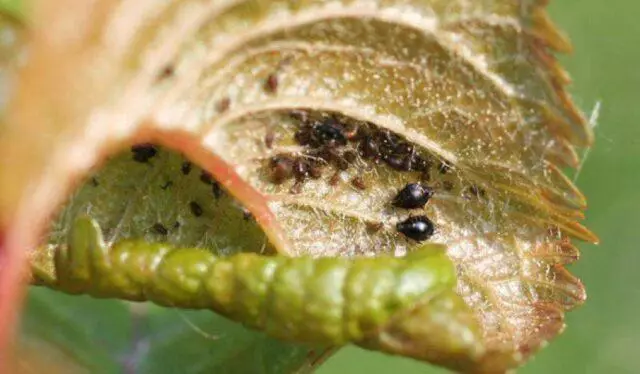 Aphids on viburnum: cara gelut, cara ngolah 6033_3