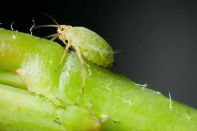 Aphids i luga o aneto: faʻafefea ona aveʻese, faʻafefea ona tau, faʻafefea ona faʻagasolo, ata, ata vitio 6037_1