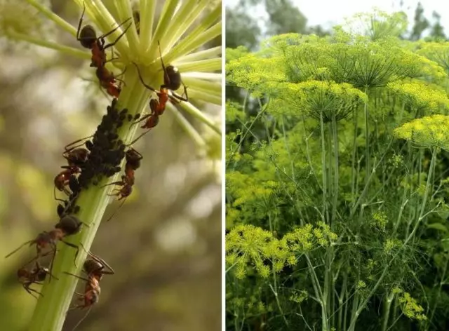 Aphids i luga o aneto: faʻafefea ona aveʻese, faʻafefea ona tau, faʻafefea ona faʻagasolo, ata, ata vitio 6037_2