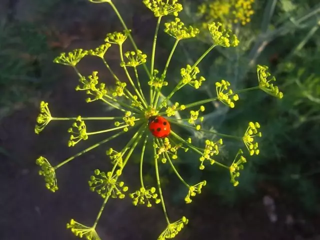 Pulgões em endro: como se livrar de, como lutar, como processar, foto, vídeo 6037_21