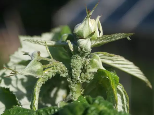 Ama-aphid on raspberries: ukulwa kanjani, ukucubungula kanjani, ukuqeda kanjani, phakathi kokuqhakaza, izithelo, izindlela ezisebenzayo zokulwa 6038_1