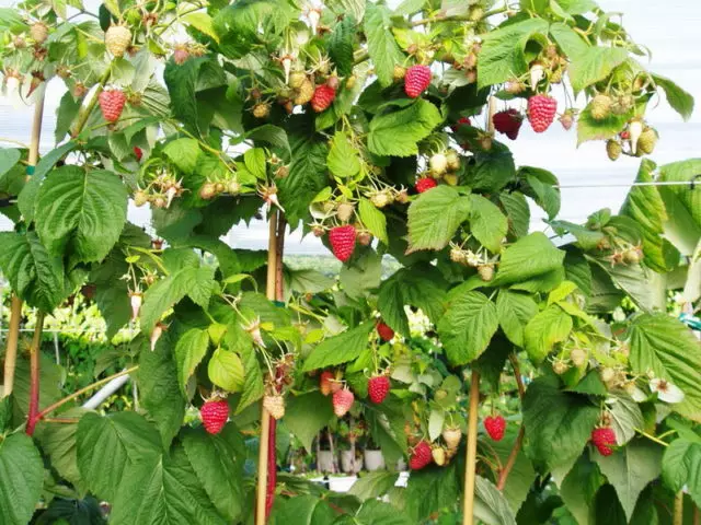 Aphids on raspberries: sida loola dagaallamo, sida loo farsameeyo, sida looga takhaluso, inta lagu jiro ubax, miro -dhalinta, habab wax ku ool ah oo lagula dagaallamo 6038_20