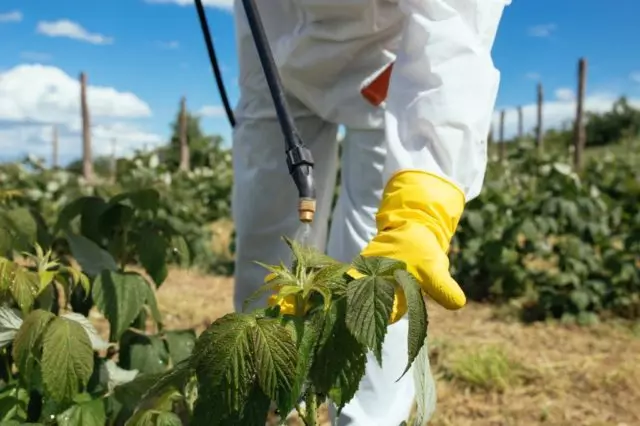 Aphids on raspberries: sida loola dagaallamo, sida loo farsameeyo, sida looga takhaluso, inta lagu jiro ubax, miro -dhalinta, habab wax ku ool ah oo lagula dagaallamo 6038_3