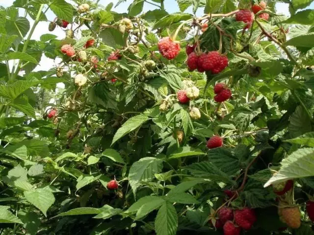 Aphids on raspberries: sida loola dagaallamo, sida loo farsameeyo, sida looga takhaluso, inta lagu jiro ubax, miro -dhalinta, habab wax ku ool ah oo lagula dagaallamo 6038_8