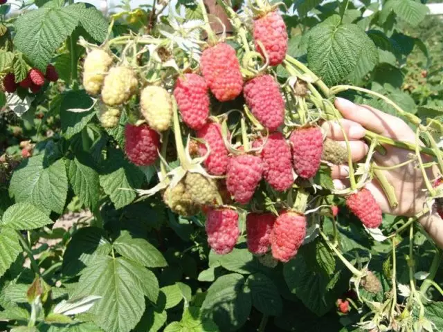 Aphids on raspberries: sida loola dagaallamo, sida loo farsameeyo, sida looga takhaluso, inta lagu jiro ubax, miro -dhalinta, habab wax ku ool ah oo lagula dagaallamo 6038_9