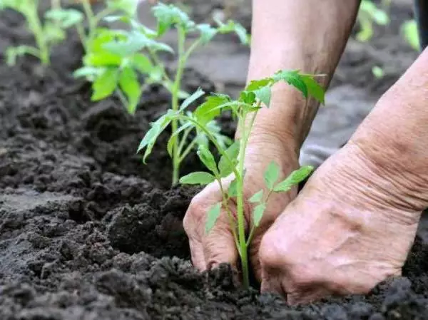 Aderezo de tomates con urea. 6056_5