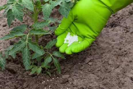 Fertilizantes fosfatados para tomates 6057_3