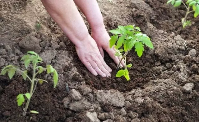 Fertilizantes fosfatados para tomates 6057_6