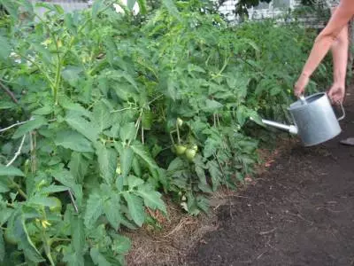 Fertilizantes fosfatados para tomates 6057_9