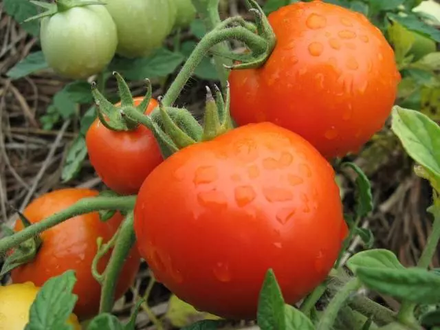 Tomato Sanka: litšobotsi le tlhaloso ea mefuta-futa 6058_1