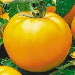 Tomate Sanka: barietatearen ezaugarriak eta deskribapena 6058_2