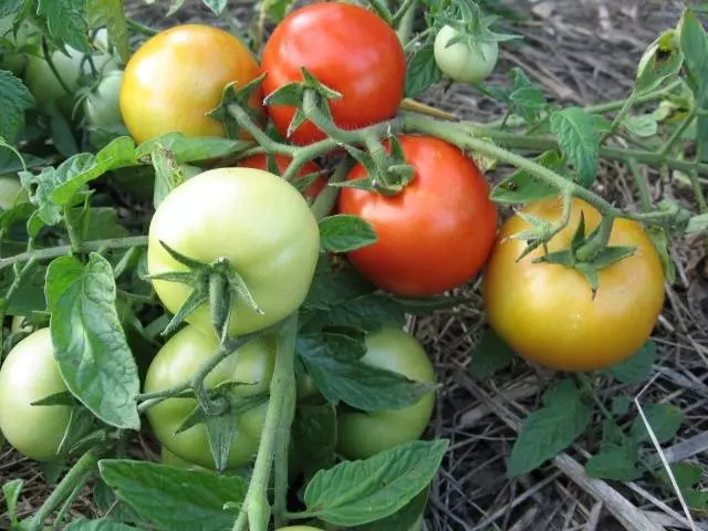 Tomate Sanka: barietatearen ezaugarriak eta deskribapena 6058_3