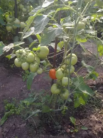 Tomate Sanka: barietatearen ezaugarriak eta deskribapena 6058_4