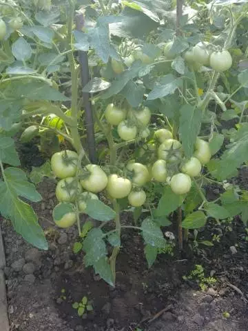 Tomate Sanka: barietatearen ezaugarriak eta deskribapena 6058_5