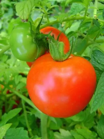 Tomate Sanka: barietatearen ezaugarriak eta deskribapena 6058_6