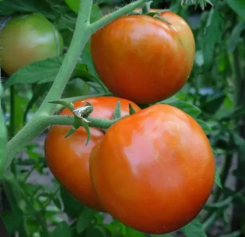 Tomate Sanka: barietatearen ezaugarriak eta deskribapena 6058_7