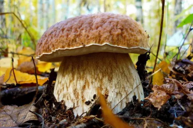 Boletus: foto i descripció, on creix, com és, falsos dobles, per què l’anomenaven així 6063_1