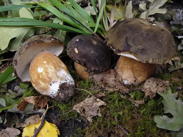 Boletus: foto i descripció, on creix, com és, falsos dobles, per què l’anomenaven així 6063_10