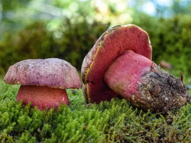 Boletus: foto i descripció, on creix, com és, falsos dobles, per què l’anomenaven així 6063_13