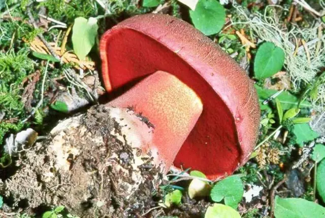 Boletus: foto i descripció, on creix, com és, falsos dobles, per què l’anomenaven així 6063_14