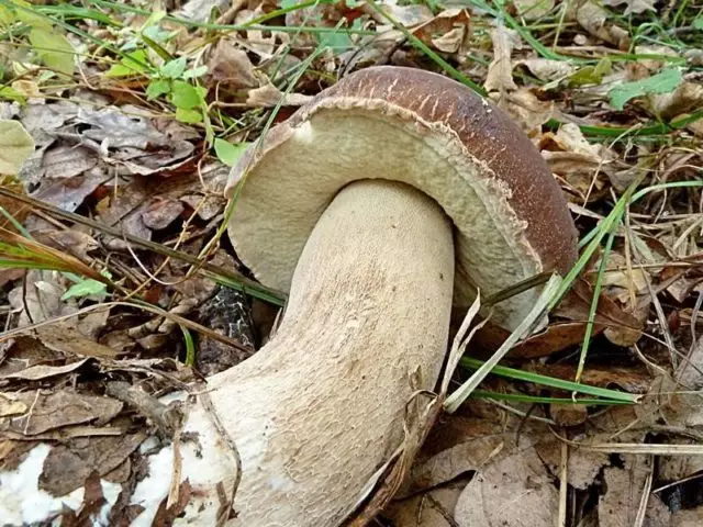 Boletus: foto i descripció, on creix, com és, falsos dobles, per què l’anomenaven així 6063_2