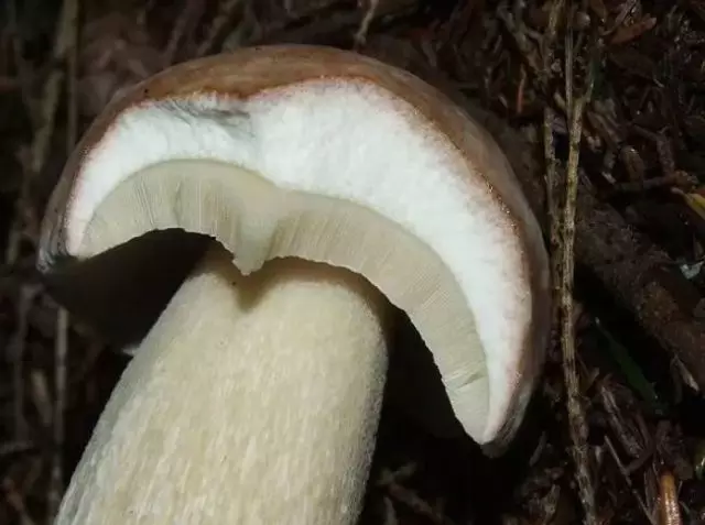 Boletus: foto i descripció, on creix, com és, falsos dobles, per què l’anomenaven així 6063_3