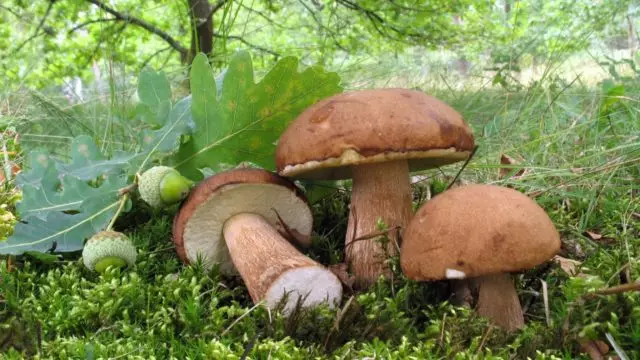 Boletus: foto i descripció, on creix, com és, falsos dobles, per què l’anomenaven així 6063_9