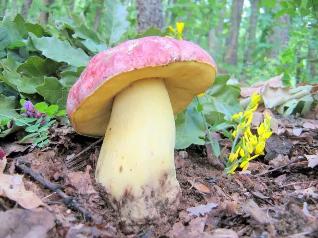 Royal boletus: жесе болобу, кайда өсөт, кандай көрүнөт, чогултуу эрежелери, сүрөт 6067_1