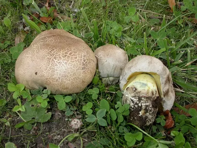 Root boletus: სად იზრდება, საკვები, როგორ გამოიყურება, როგორ განვასხვავოთ იგი, ფოტო 6069_1