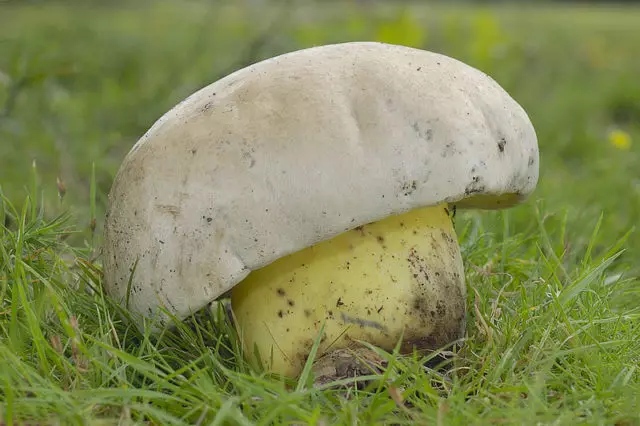 Boletus de raíz: onde medra, comestibilidade, como é, como distinguilo, foto 6069_2