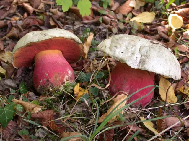 Boletus de raíz: onde medra, comestibilidade, como é, como distinguilo, foto 6069_3