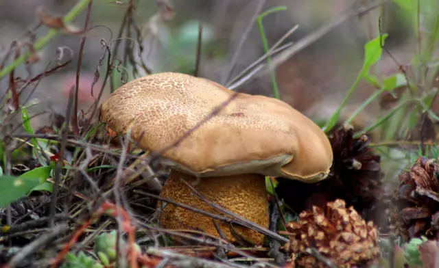 Boletus de raíz: onde medra, comestibilidade, como é, como distinguilo, foto 6069_4